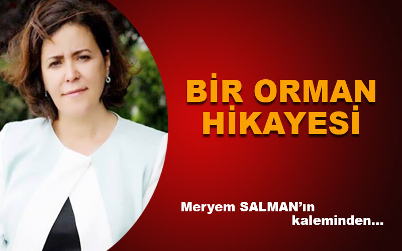 D20Haber - Denizli Haberleri – BİR ORMAN HİKAYESİ D20Haber - Denizli Haberleri – BİR ORMAN HİKAYESİ